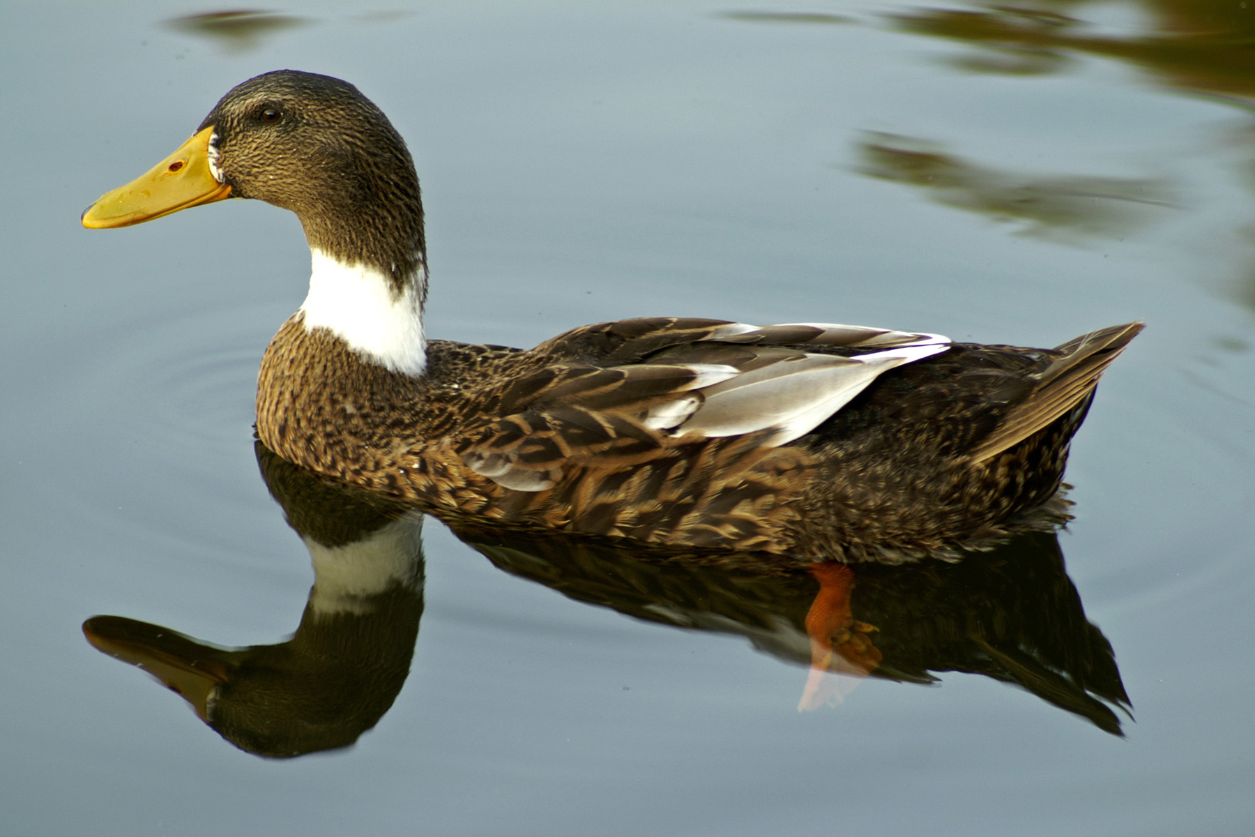 Reflecting Duck | Shutterbug